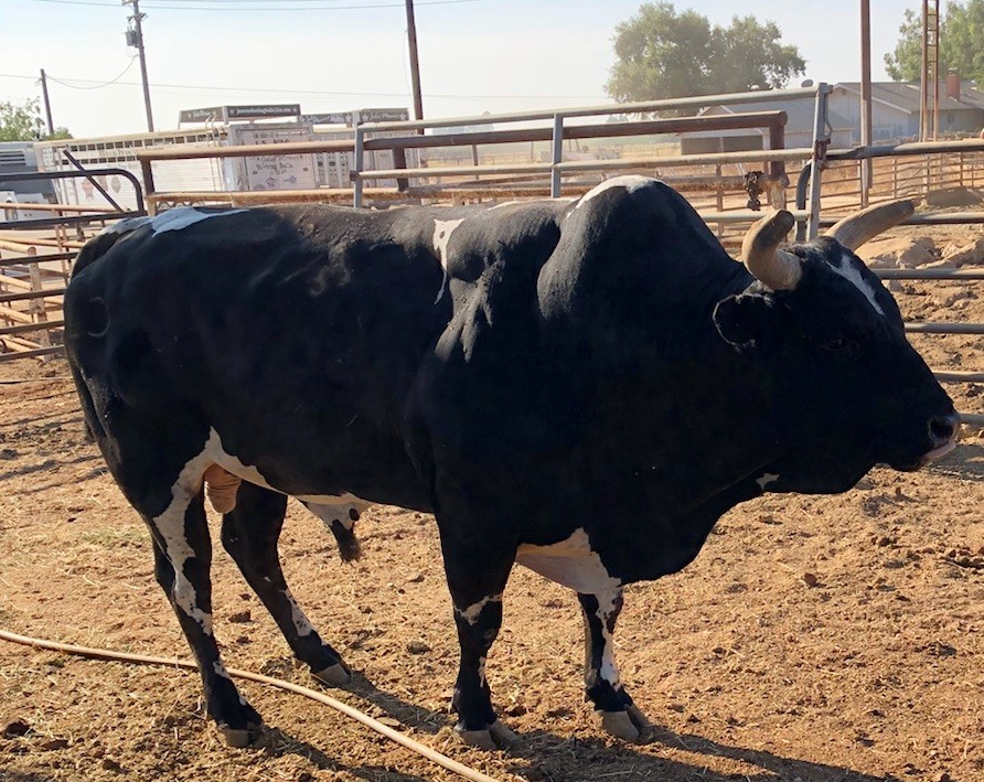 PBR No. 2 Bull Spotted Demon racking up the points. - Bucking Stock ...