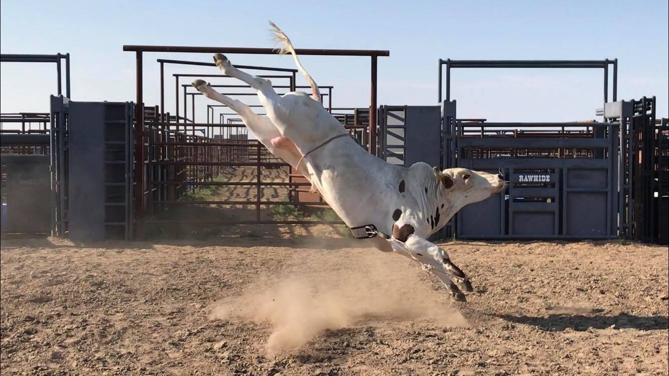 Denny McCoy Talks About Bucking Bull Futurity Criteria