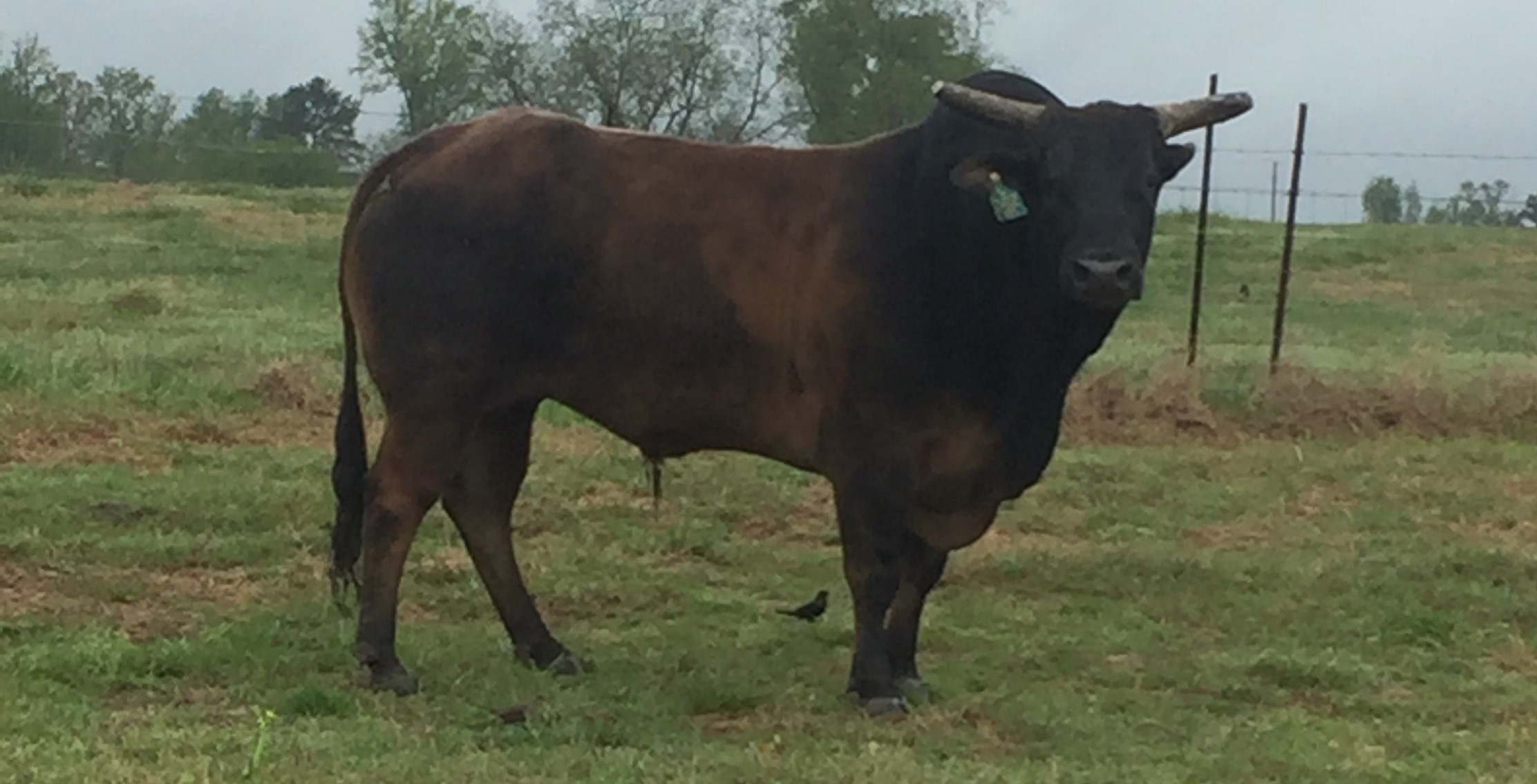 PBR BULL REBEL YELL II WRAPS UP CAREER TO BE PROUD OF - Bucking Stock ...