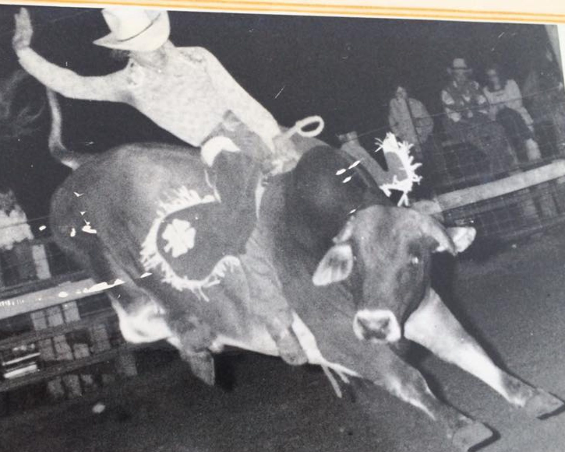 powder river rodeo broncs - Building on tradition - Bucking Stock Talk ...