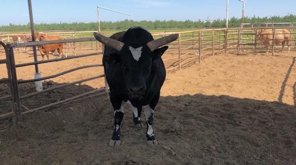 SPOTTED DEMON HEADED BACK TO WNFR - Bucking Stock Talk Magazine