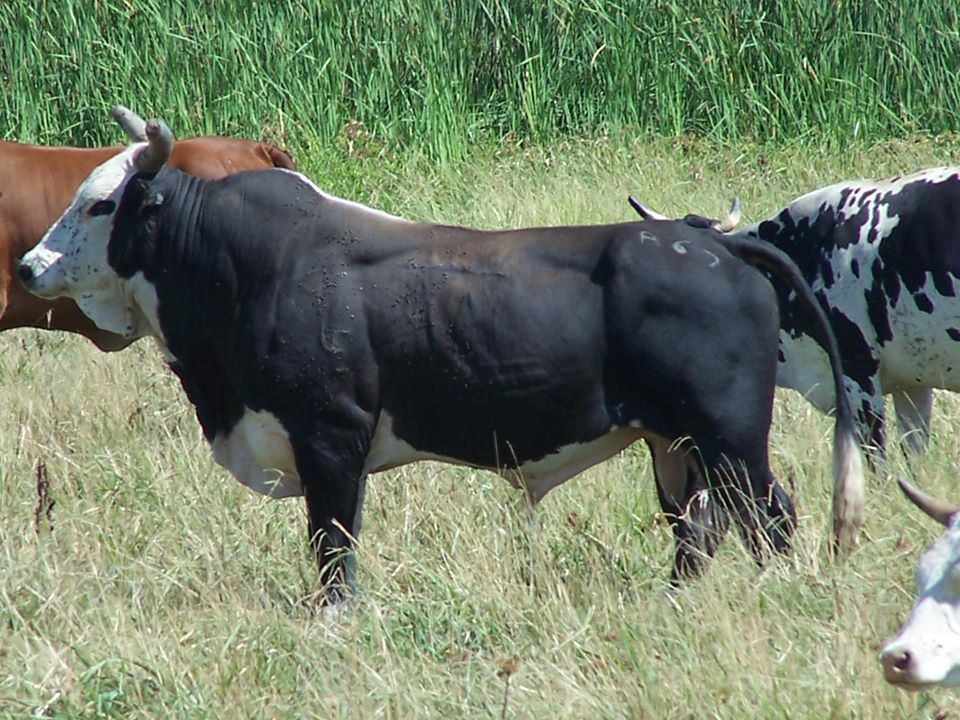 BUCKING BULL SEMEN COLLECTION-CHAMPION GENETICS PROVIDES THE FACTS ...