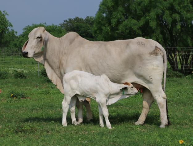 CALF HEALTH – IT STARTS FROM THE FIRST MOMENT - Bucking Stock Talk Magazine