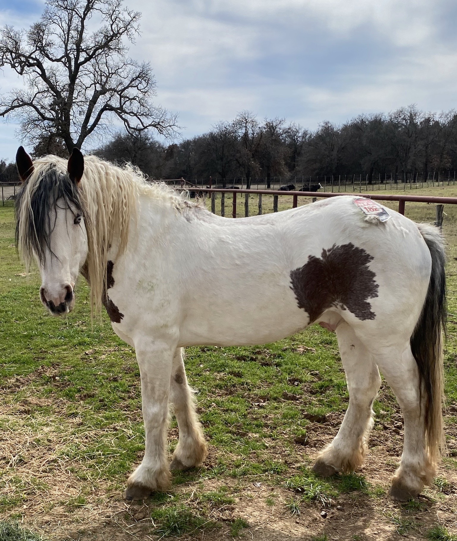 TWO BUCK CHUCK – POWDER RIVER’S NEWEST SUPERSTAR STUD - Bucking Stock ...