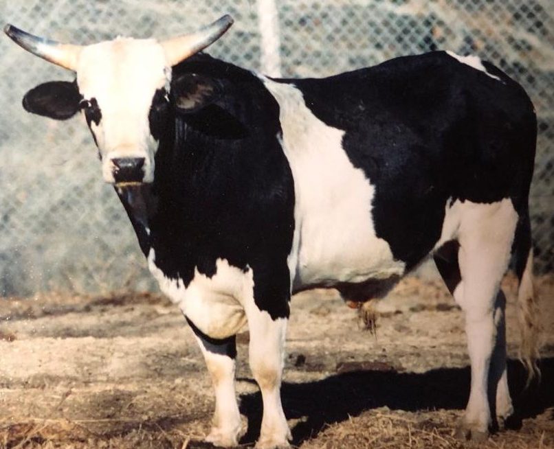 CORRIENTE CATTLE – PART OF BUCKING BULL HISTORY - Bucking Stock Talk ...
