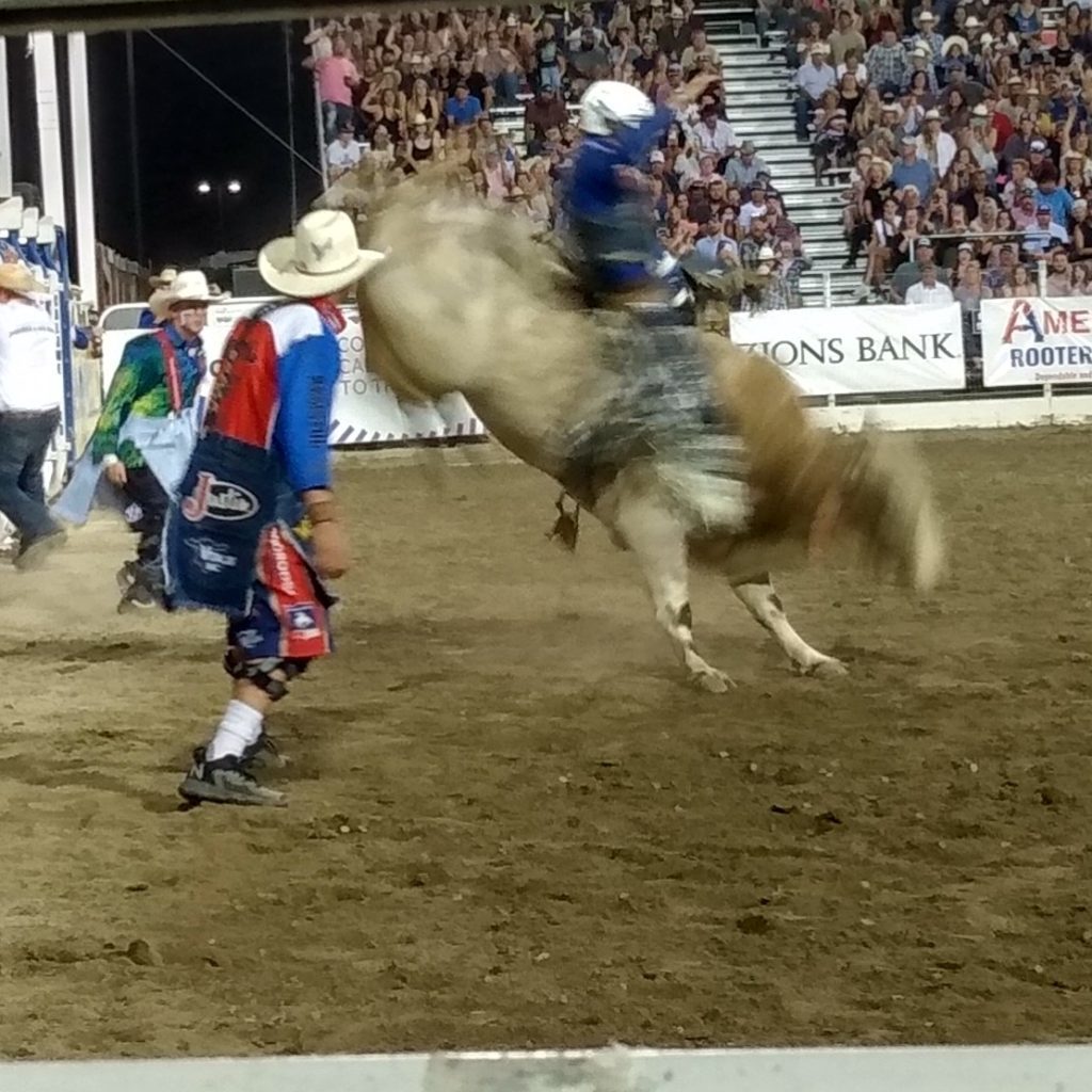 PRORODEO HALL OF FAME BULL TORNADO REMEMBERED - Bucking Stock Talk Magazine
