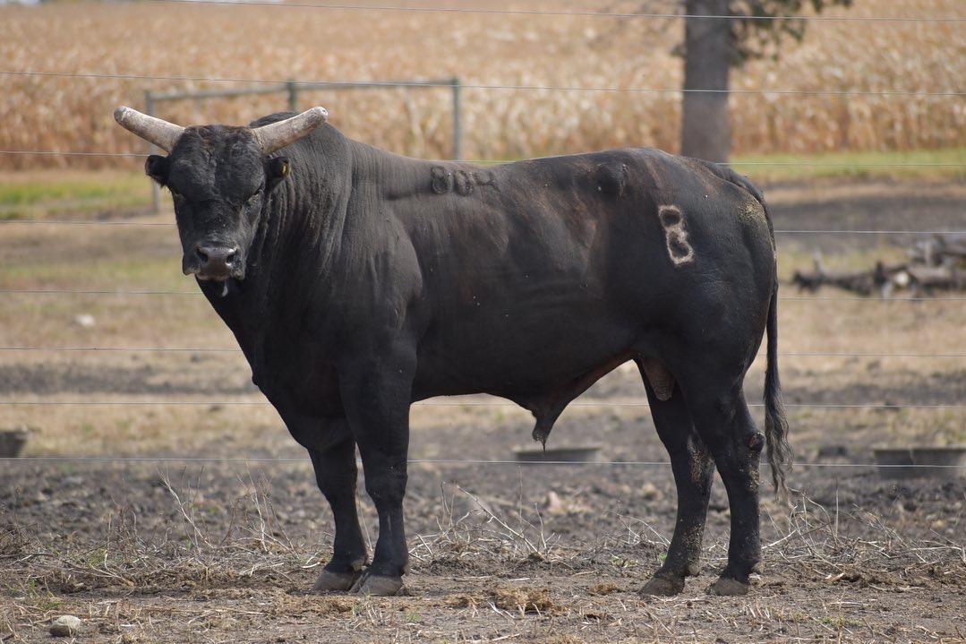 Phenom Genetic's Time For Magic Making Moves Like Superstar