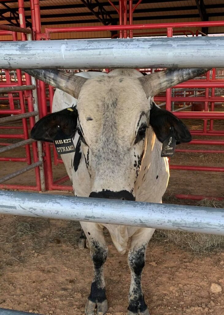 BUCKING BULL SEMEN COLLECTION-CHAMPION GENETICS PROVIDES THE FACTS ...